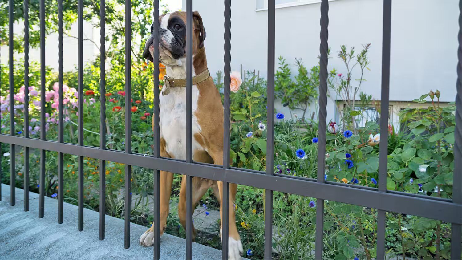 Best Fences for Dogs in Los Angeles | Safe & Durable Options